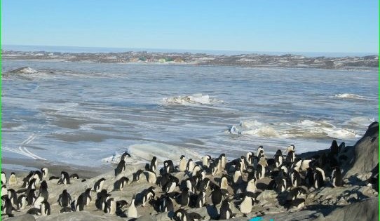 Davis Sea - خريطة ، صورة. ساحل بحر ديفيس