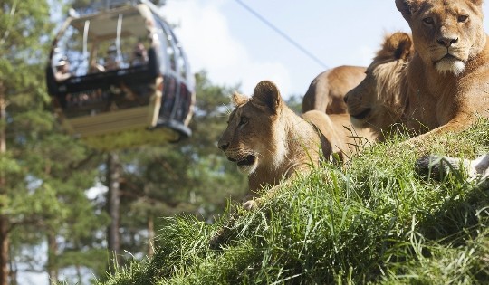 גן החיות בשטוקהולם - תמונות, מחיר, שעות פתיחה. איך מגיעים לגן החיות ...
