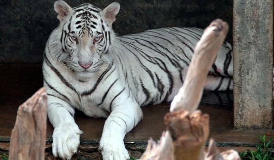 Colombo Zoo - photo, price, opening hours. How to get to the zoo in Colombo